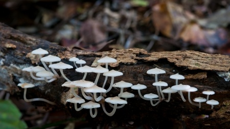 Mycotecture | champagnewhisky